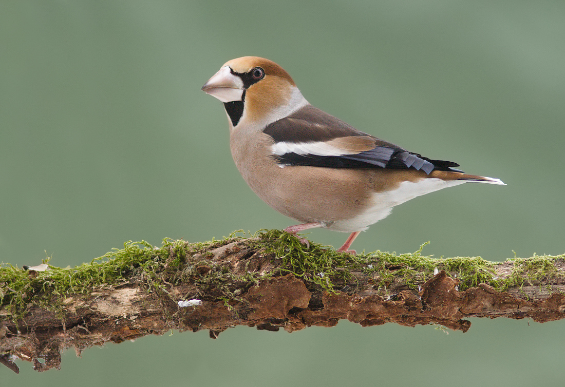 WILDLIFE FOTOFÓRUM • Zobrazit téma - Dlask tlustozobý - Coccothraustes ...