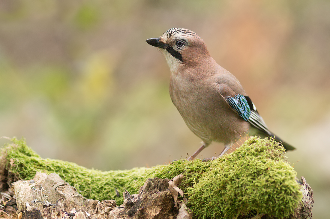WILDLIFE FOTOFÓRUM • Zobrazit téma - Sojka obecná - Garrulus glandarius