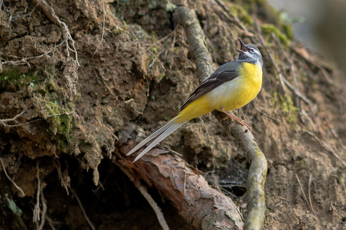 WILDLIFE FOTOFÓRUM • Zobrazit téma - Konipas horský - Motacilla cinerea